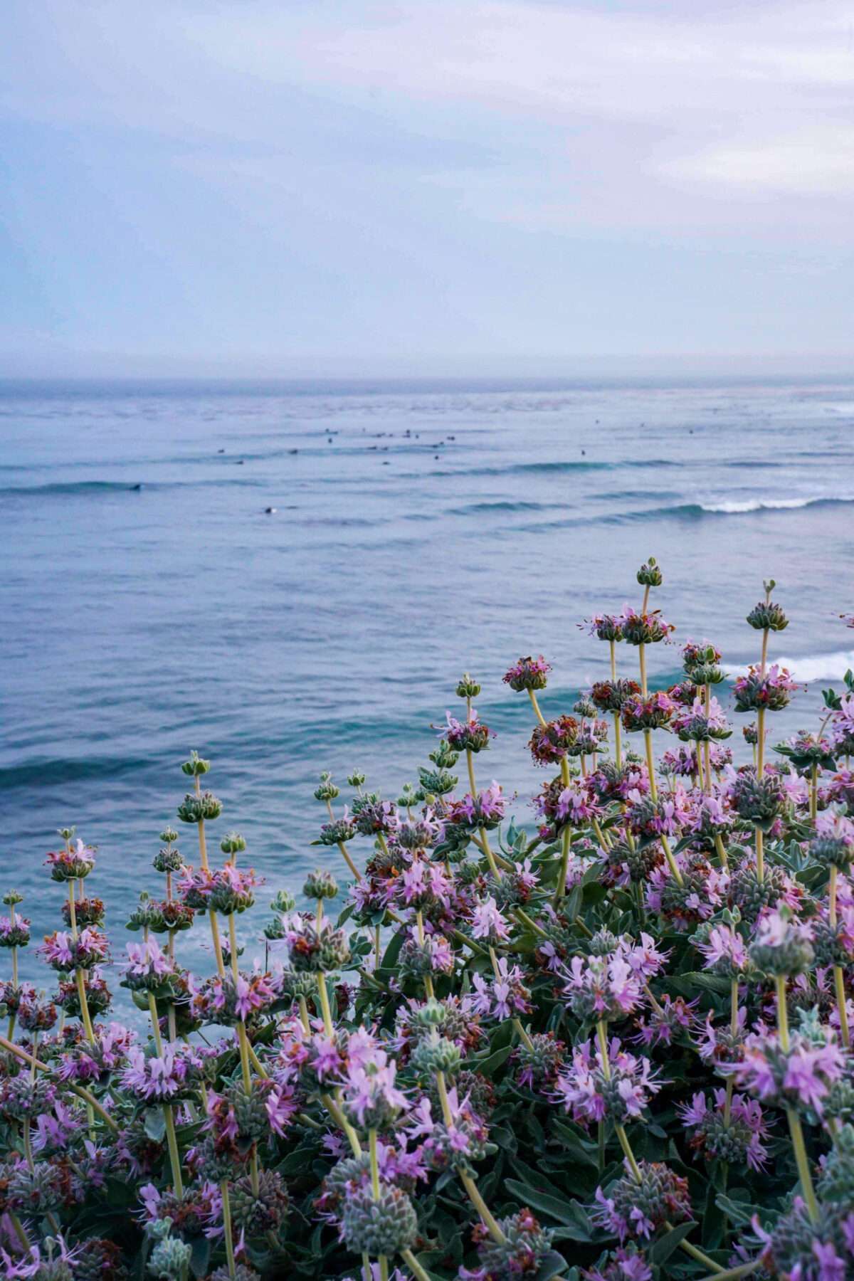 A Local's Guide to Santa Cruz, California - SOMEWHERE SIERRA